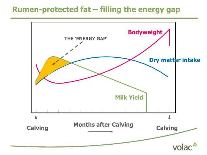 Ppt Rumen Protected Fats For Dairy Cows Powerpoint Presentation Id1776689