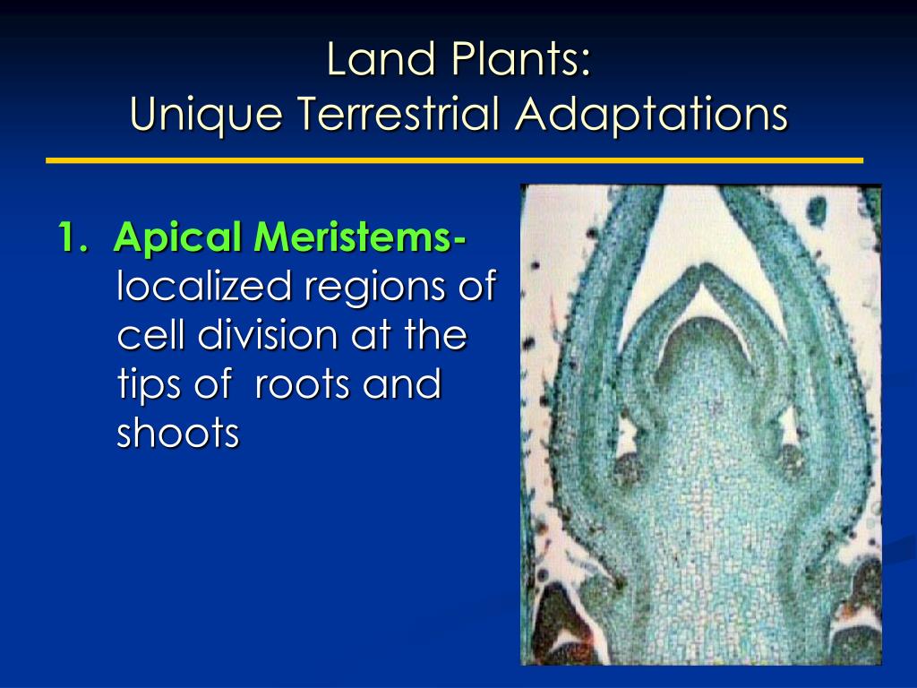PPT - Today: - Life on Land: Challenges & Adaptations - Evolution of ...