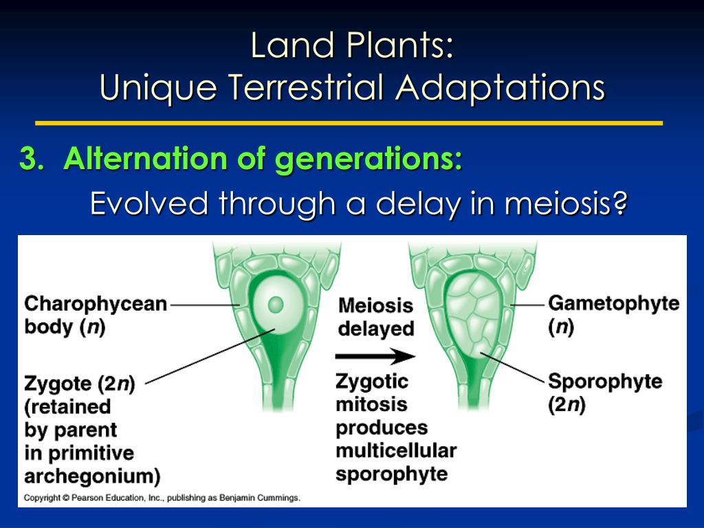 PPT - Today: - Life on Land: Challenges & Adaptations - Evolution of ...