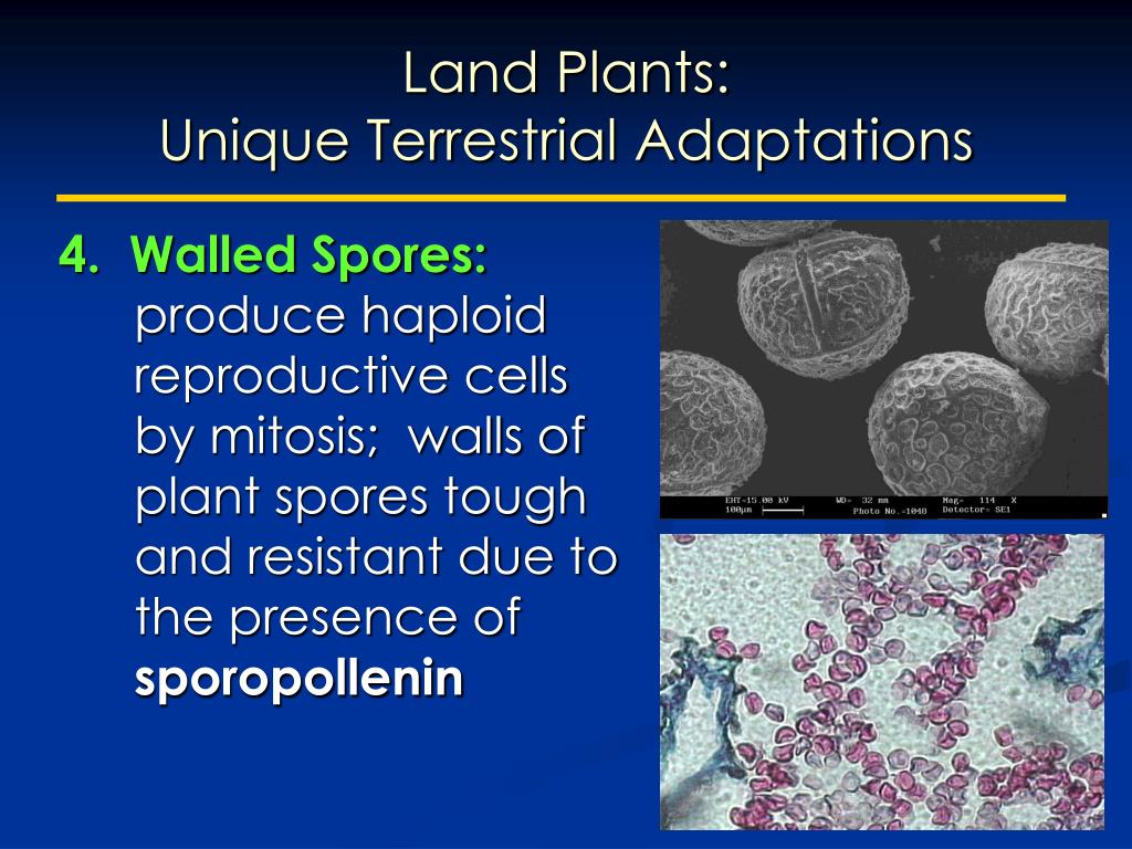 PPT - Today: - Life on Land: Challenges & Adaptations - Evolution of ...