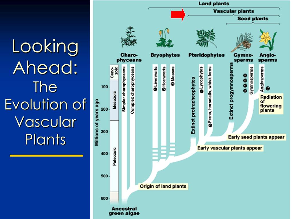 PPT - Today: - Life on Land: Challenges & Adaptations - Evolution of ...