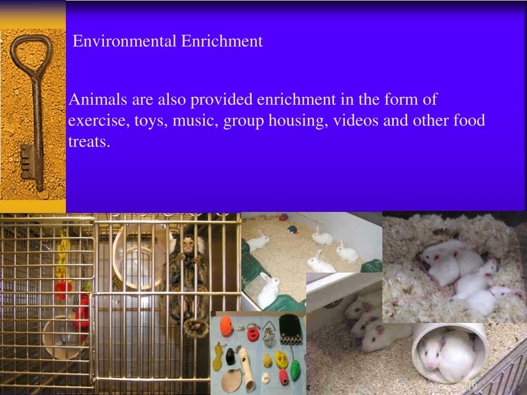 PPT - Laboratory Animal Medicine PowerPoint Presentation, free download ...