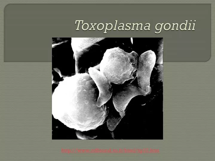 PPT - Toxoplasma gondii PowerPoint Presentation, free download - ID:1776907
