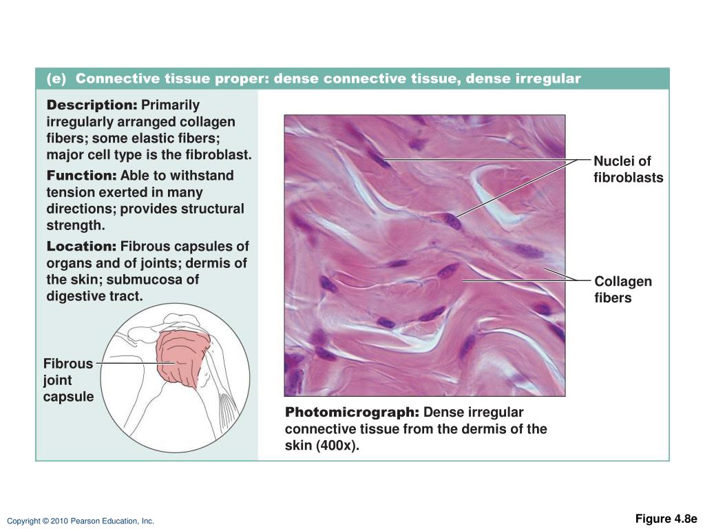 PPT Chapter 4b Connective Tissue PowerPoint Presentation Free