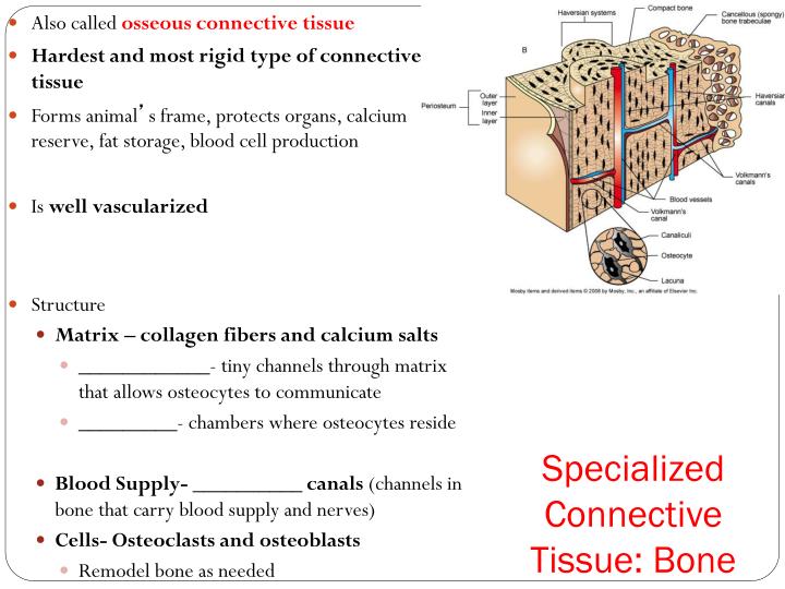 PPT - Connective Tissue PowerPoint Presentation - ID:1777219