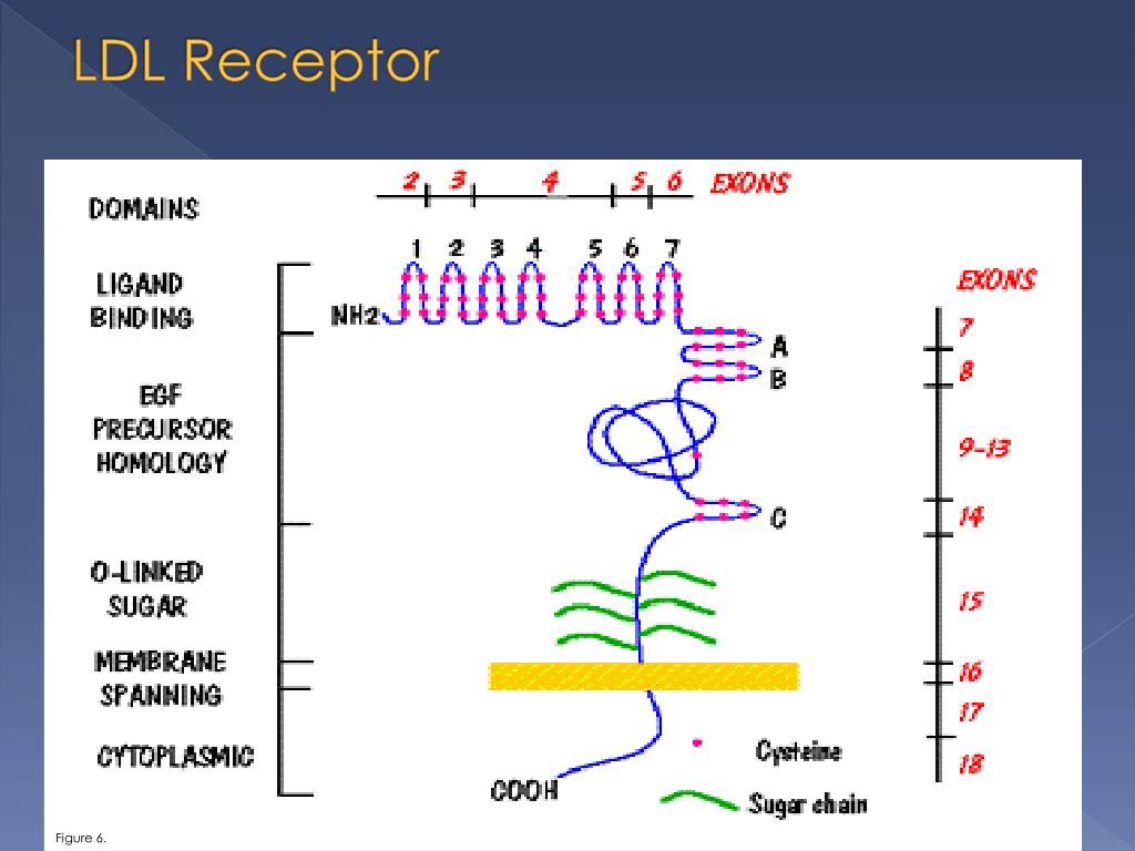 PPT - Characterisation of the breakpoints of Low-Density Lipoprotein ...