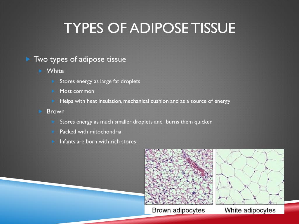 Types Of Adipose Tissue Types Of Adipose Tissue
