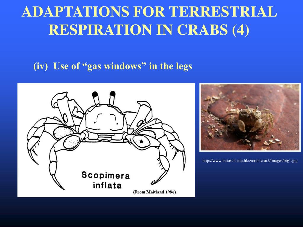 PPT - BIOLOGY 457/657 PHYSIOLOGY OF MARINE & ESTUARINE ANIMALS ...