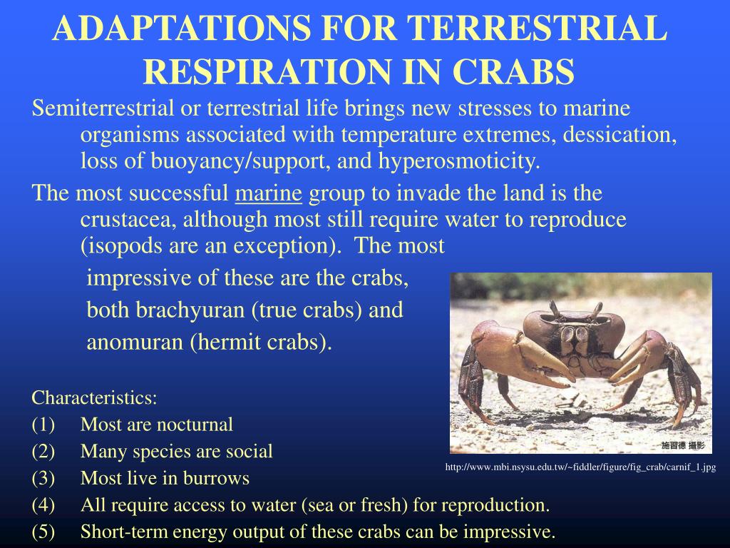 PPT - BIOLOGY 457/657 PHYSIOLOGY OF MARINE & ESTUARINE ANIMALS ...