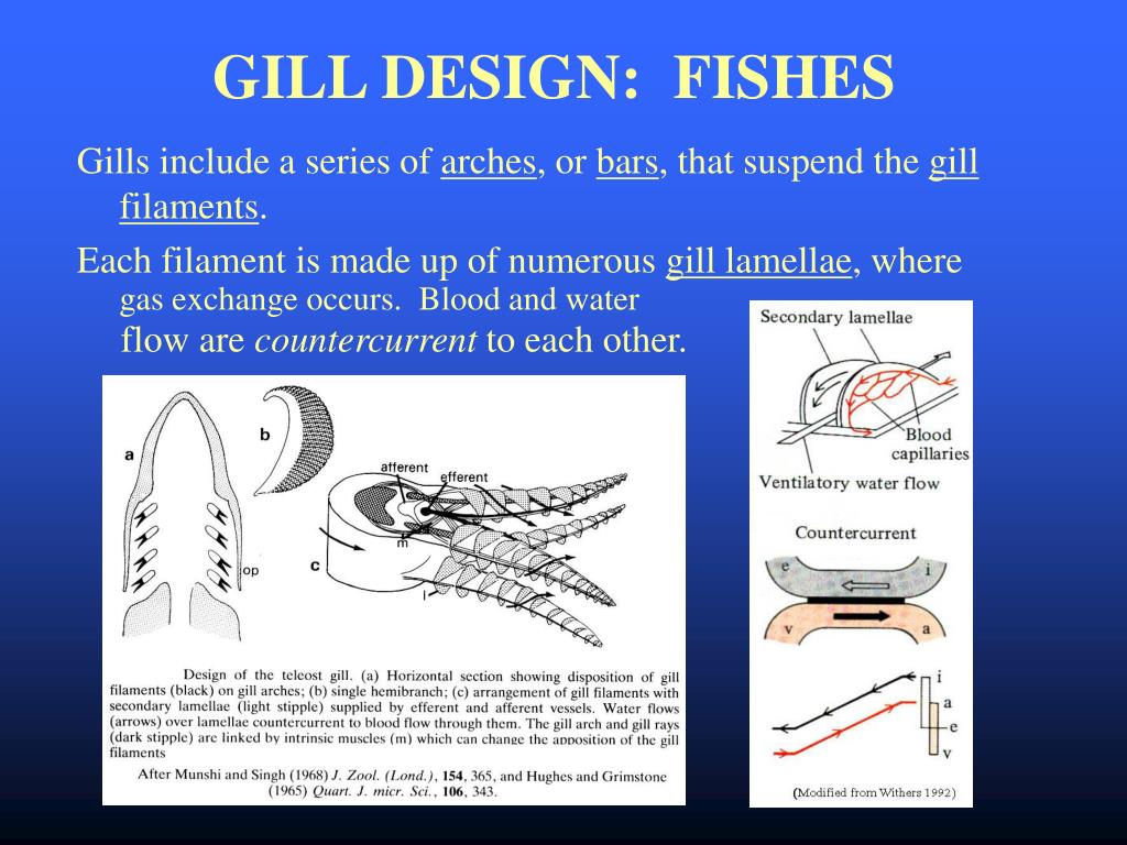 PPT - BIOLOGY 457/657 PHYSIOLOGY OF MARINE & ESTUARINE ANIMALS ...