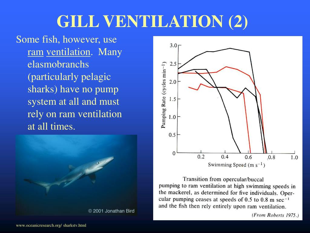 PPT - BIOLOGY 457/657 PHYSIOLOGY OF MARINE & ESTUARINE ANIMALS ...