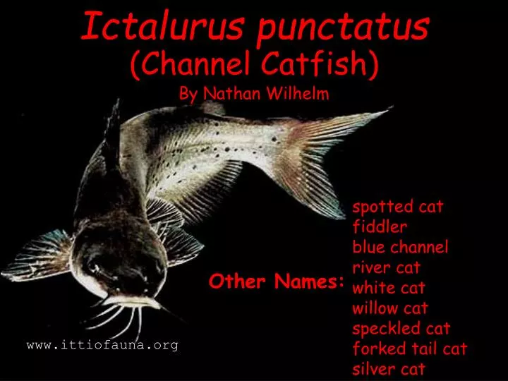 PPT - Ictalurus punctatus PowerPoint Presentation, free download - ID ...