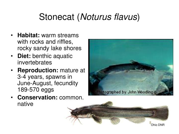 PPT - Ictalurus punctatus PowerPoint Presentation - ID:1777609