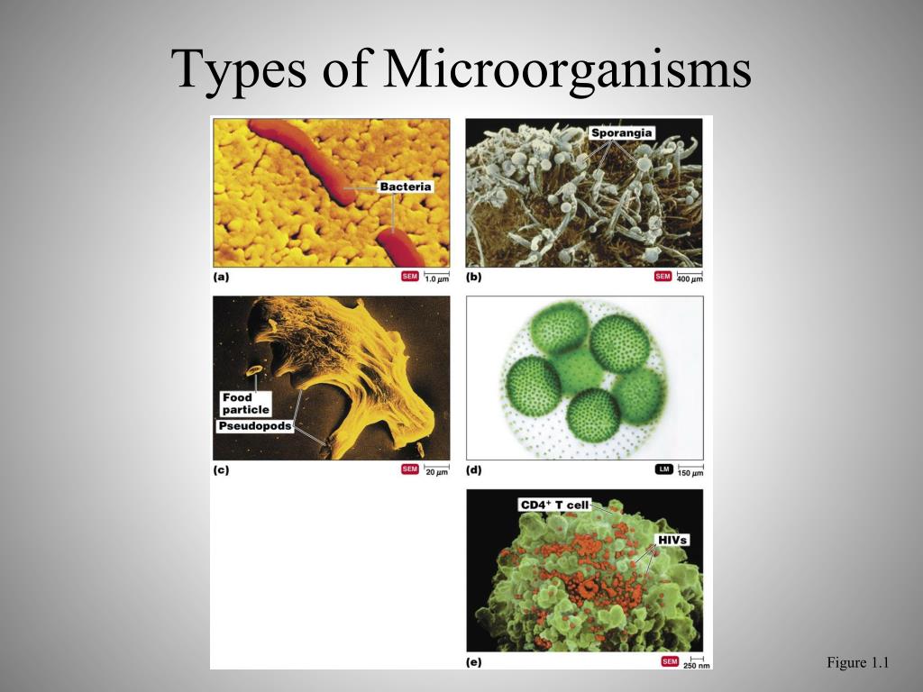 PPT - Slide 1 List of Slides Slide 2 Fig. 1.1 p. 5 Types of ... PPT - Slide 1 List of Slides Slide 2 Fig. 1.1 p. 5 Types of ...