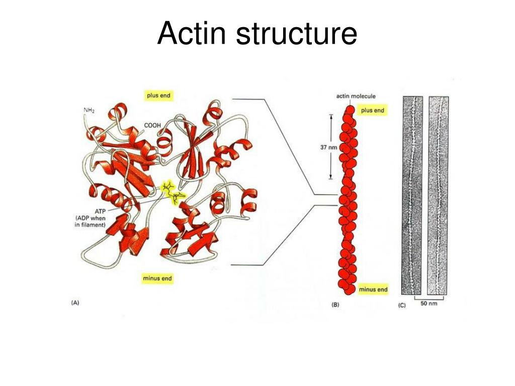 Ppt Cytoskeleton Powerpoint Presentation Free Download Id 1778218