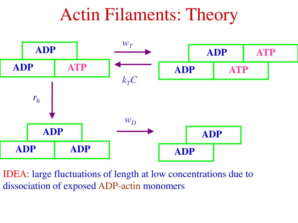 PPT - Anatoly B. Kolomeisky Department of Chemistry PowerPoint ...