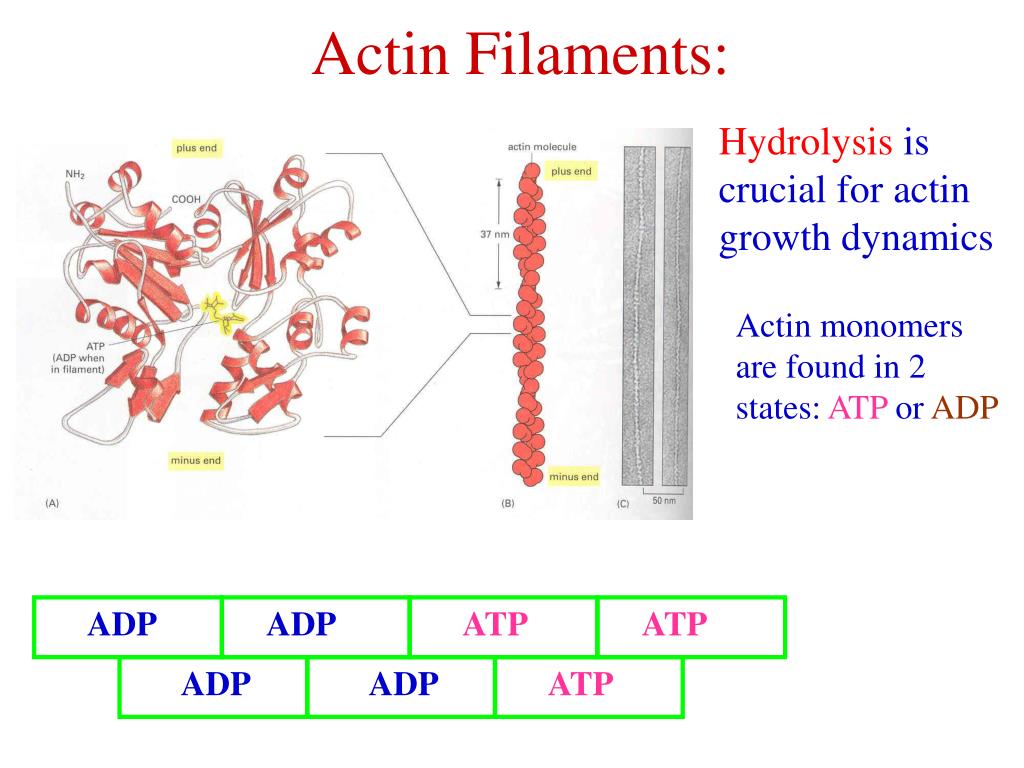 PPT - Anatoly B. Kolomeisky Department of Chemistry PowerPoint ...
