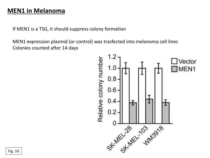 PPT - Multiple Endocrine Neoplasia type 1 (MEN1) Syndrome PowerPoint ...