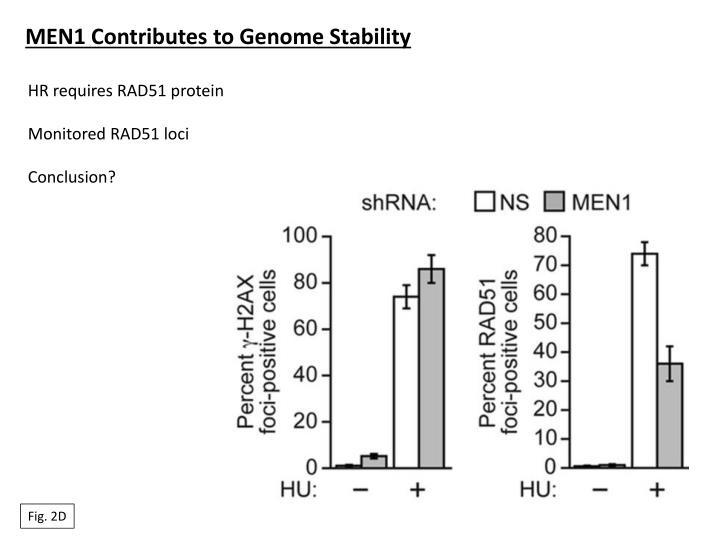 PPT - Multiple Endocrine Neoplasia type 1 (MEN1) Syndrome PowerPoint ...