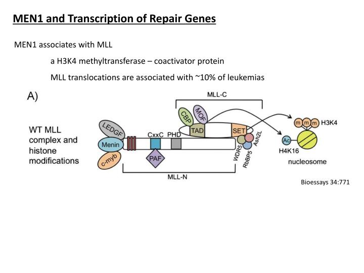 PPT - Multiple Endocrine Neoplasia type 1 (MEN1) Syndrome PowerPoint ...