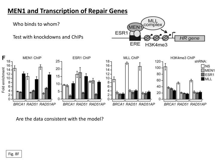 PPT - Multiple Endocrine Neoplasia type 1 (MEN1) Syndrome PowerPoint ...