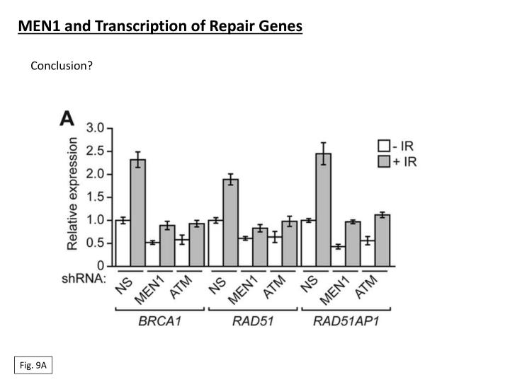 PPT - Multiple Endocrine Neoplasia type 1 (MEN1) Syndrome PowerPoint ...