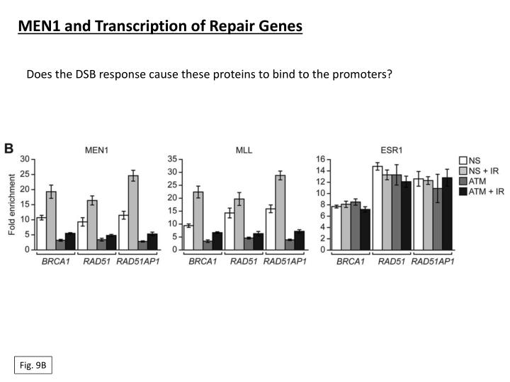 PPT - Multiple Endocrine Neoplasia type 1 (MEN1) Syndrome PowerPoint ...
