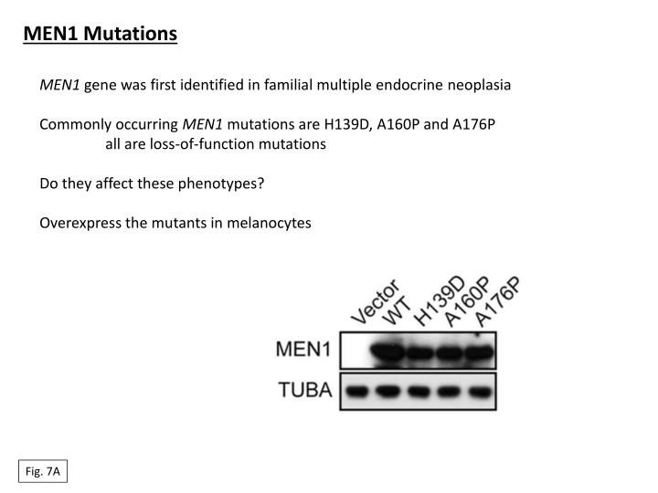 PPT - Multiple Endocrine Neoplasia type 1 (MEN1) Syndrome PowerPoint ...