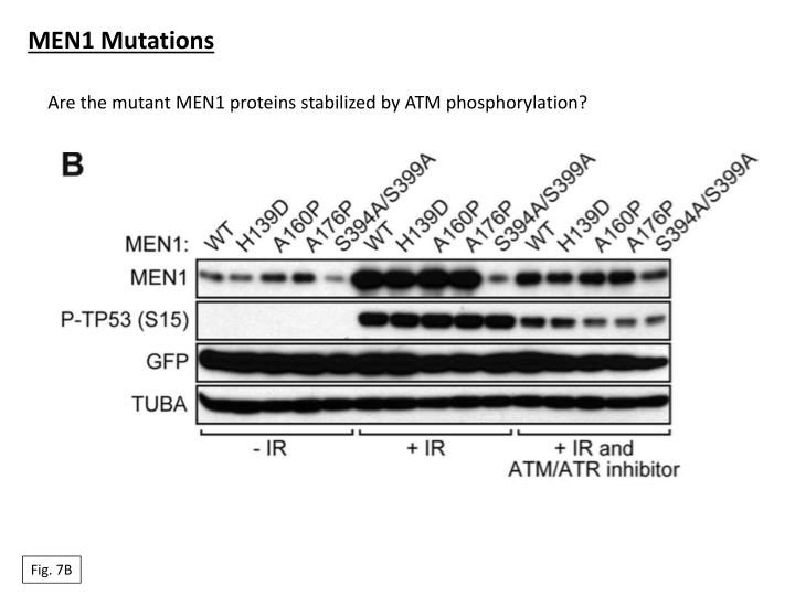 PPT - Multiple Endocrine Neoplasia type 1 (MEN1) Syndrome PowerPoint ...