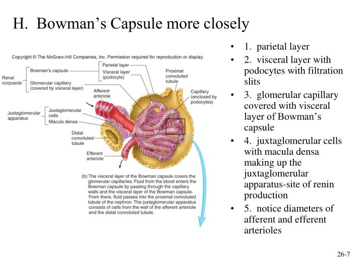 PPT - Chapter 26 PowerPoint Presentation - ID:1778517