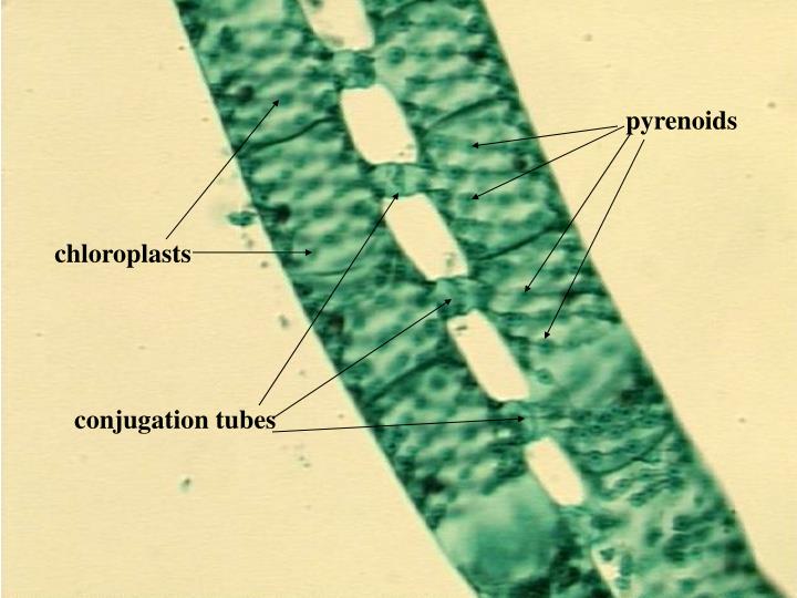 PPT - Spirogyra PowerPoint Presentation - ID:1778746