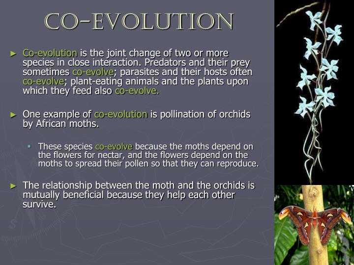 PPT - Evolution PowerPoint Presentation - ID:1778798