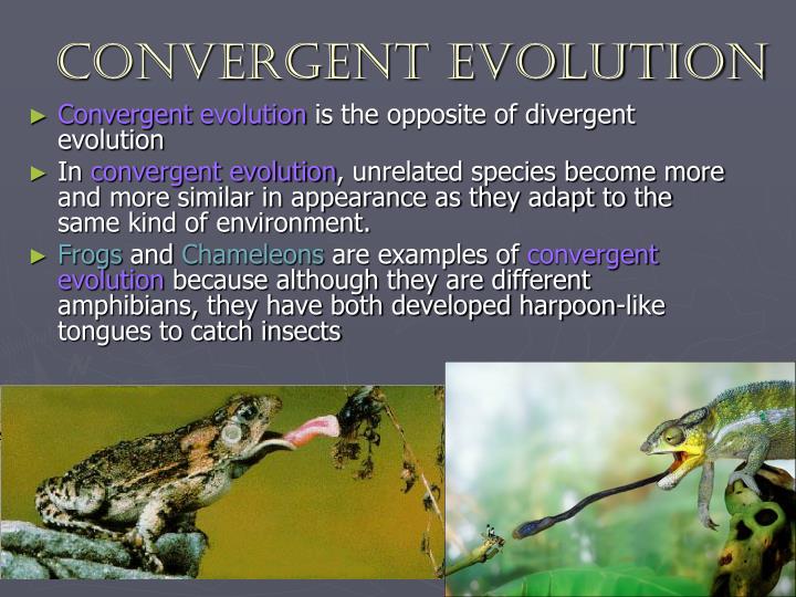 PPT - Evolution PowerPoint Presentation - ID:1778798
