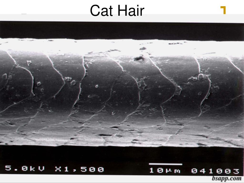PPT - Exploring the Diversity and Conditions of Hair Across Various ...
