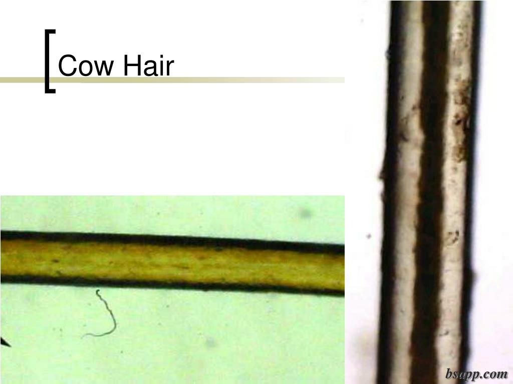 PPT - Exploring the Diversity and Conditions of Hair Across Various ...