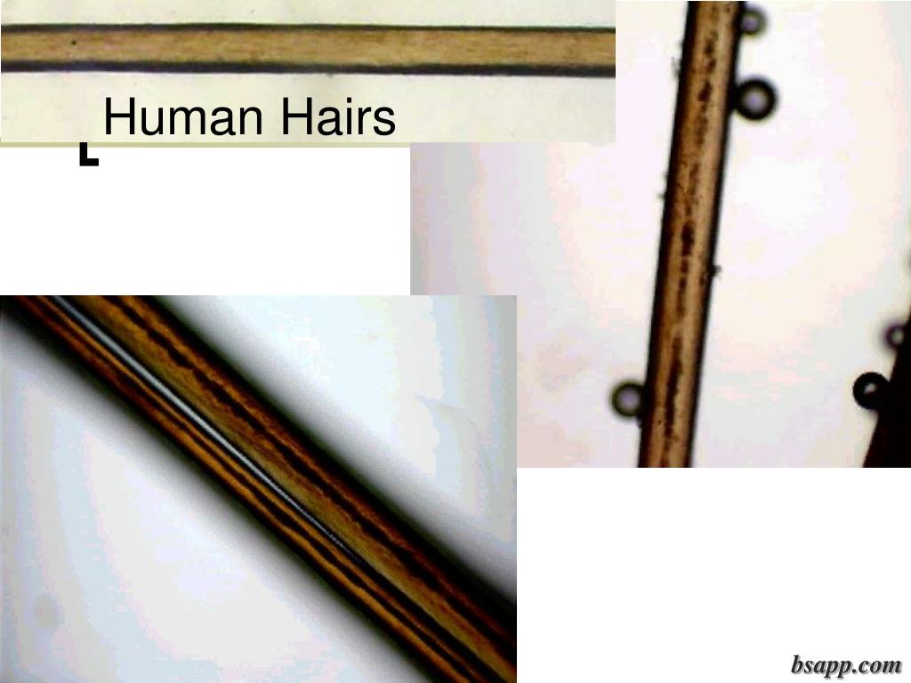 PPT - Exploring the Diversity and Conditions of Hair Across Various ...