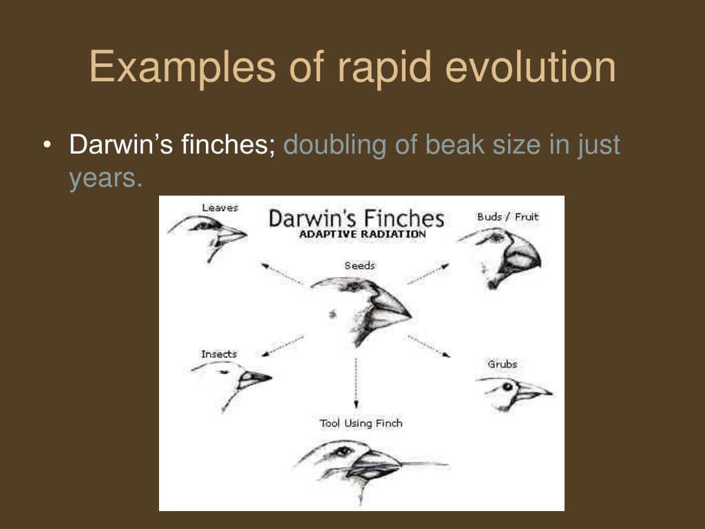 PPT - Life spontaneously arose 4 billion years ago as bacteria-like ...