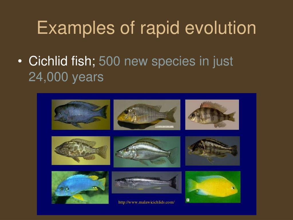 PPT - Life spontaneously arose 4 billion years ago as bacteria-like ...