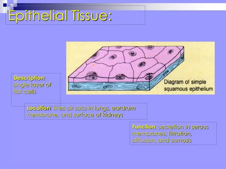 PPT - Description : single layer of flat cells PowerPoint Presentation ...
