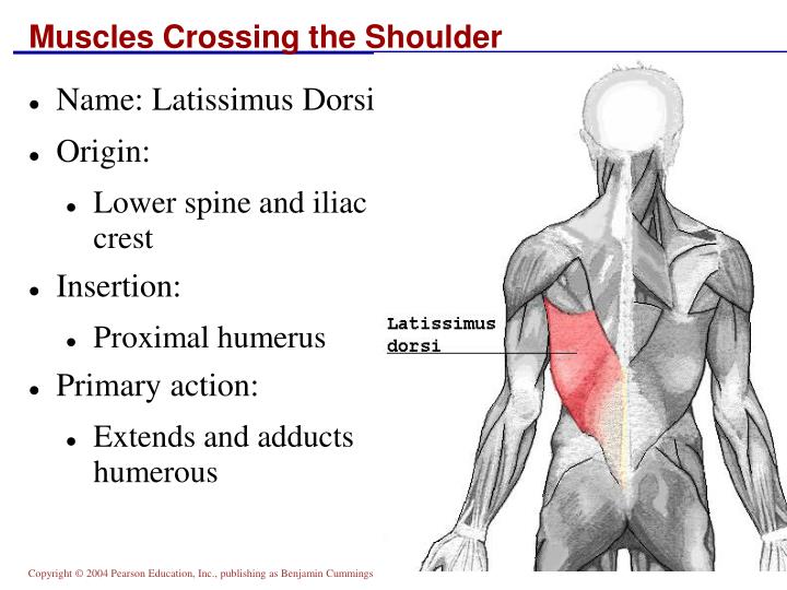 PPT - The Muscular System Part D PowerPoint Presentation - ID:1779207