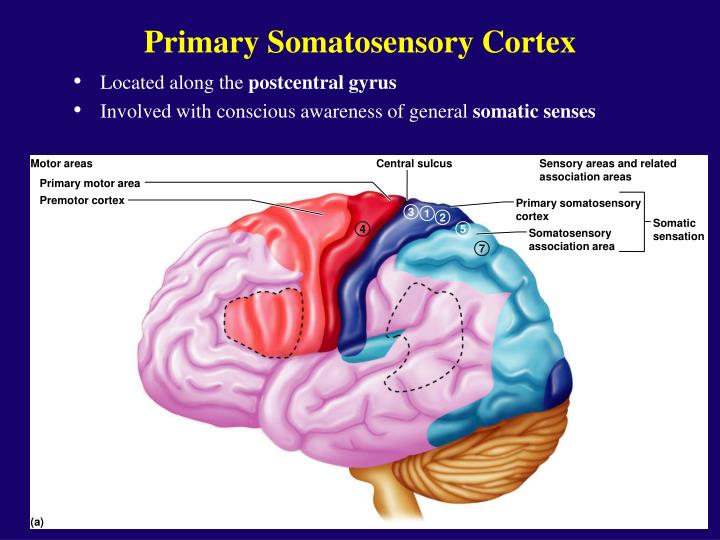 PPT - Central Nervous System: PowerPoint Presentation - ID:1780316
