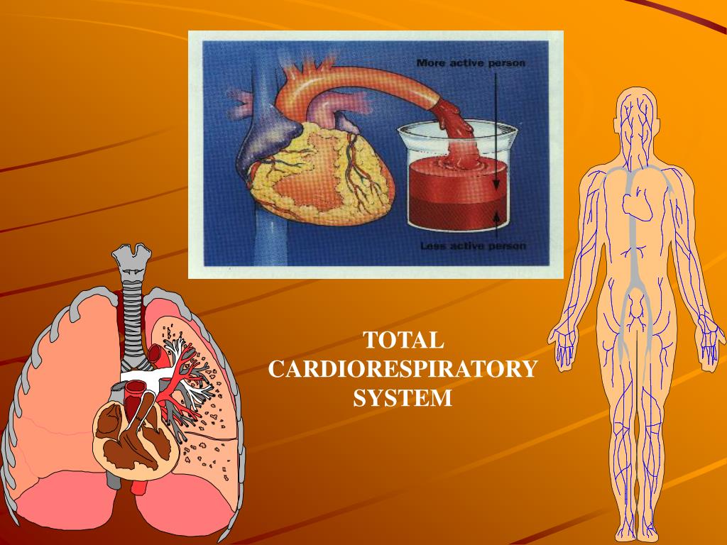 PPT - Cardiorespiratory Fitness PowerPoint Presentation, free download ...