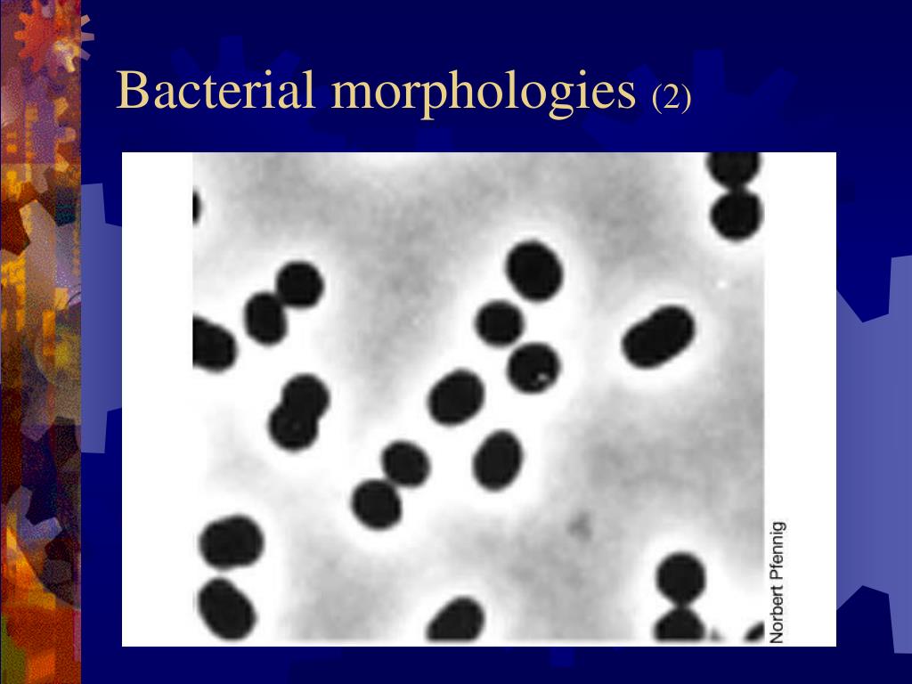 Ppt Bacterial Morphology Arrangement Powerpoint Presentation Free