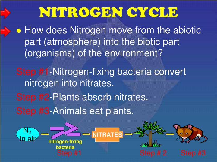 PPT - BIOGEOCHEMICAL CYCLES PowerPoint Presentation - ID:1780702