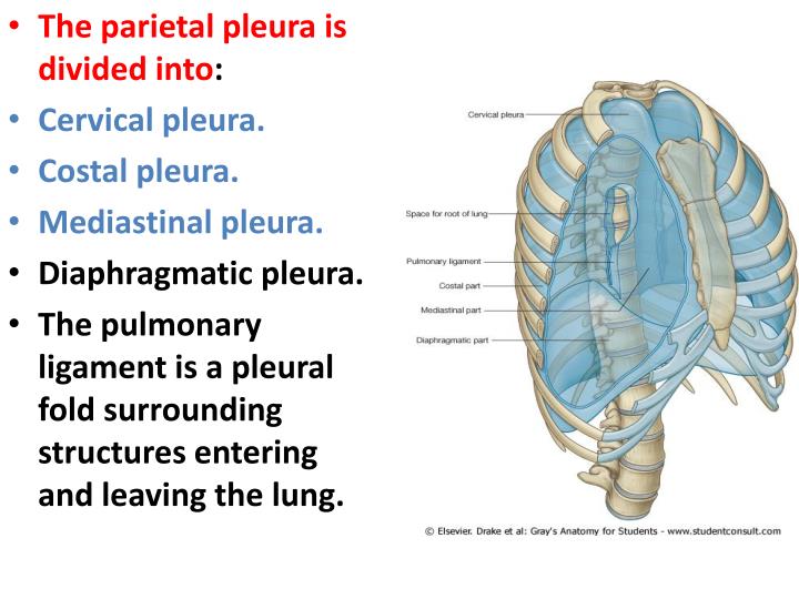 PPT - The Lung PowerPoint Presentation - ID:1780748