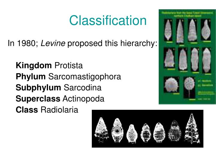 PPT - RADIOLARIA PowerPoint Presentation - ID:1780793