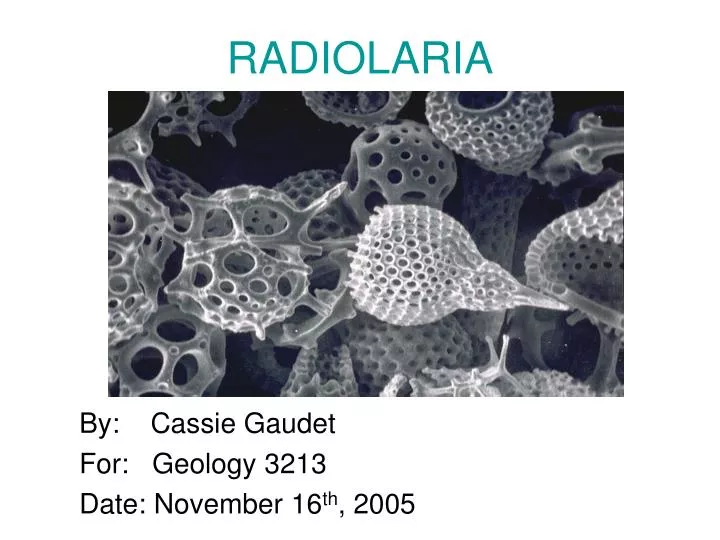 PPT - RADIOLARIA PowerPoint Presentation, free download - ID:1780793