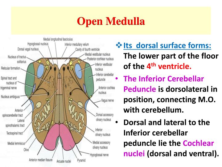 PPT - Brain stem 1 PowerPoint Presentation - ID:1781017