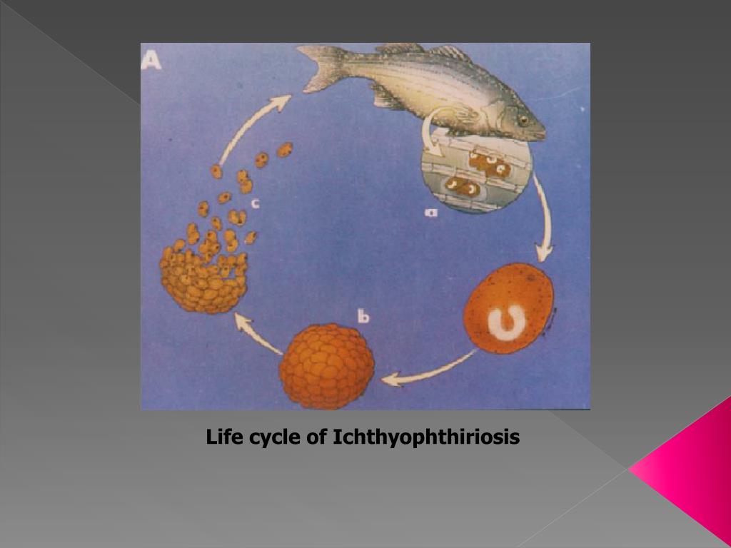 PPT - Parasitic Diseases in cultured fishes PowerPoint Presentation ...