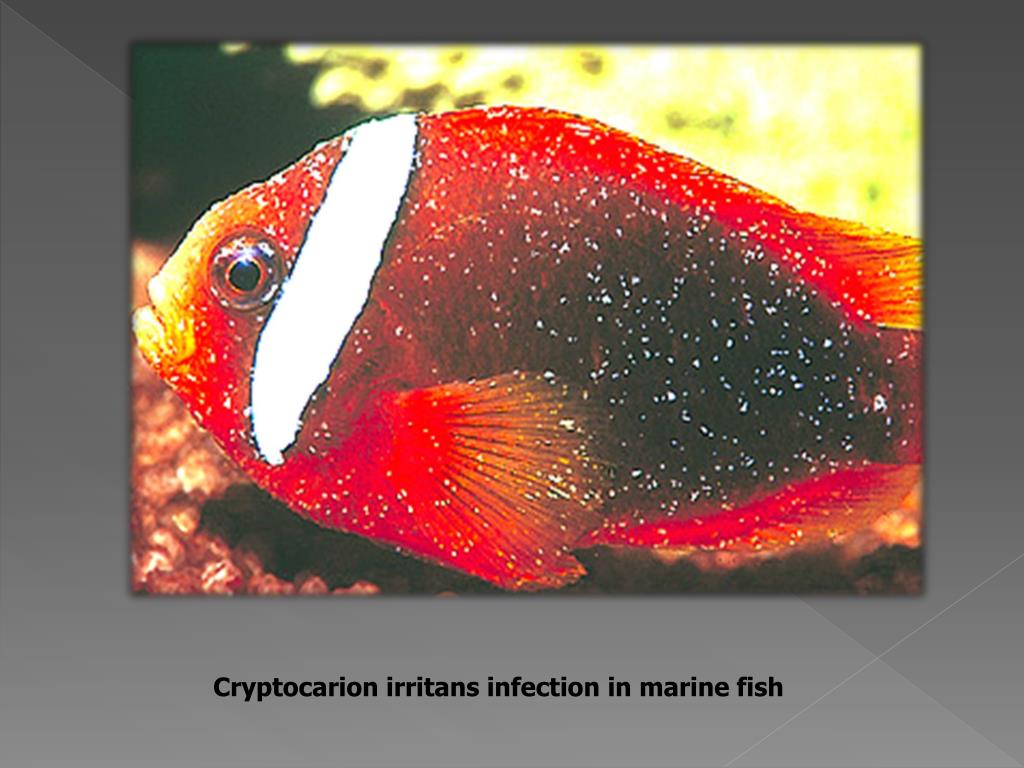 PPT - Parasitic Diseases in cultured fishes PowerPoint Presentation ...